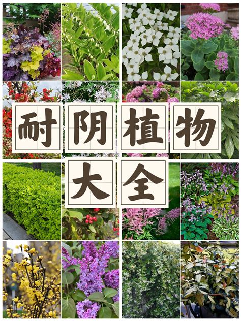 十大阴性花卉图片，花园耐阴植物大全 528时尚