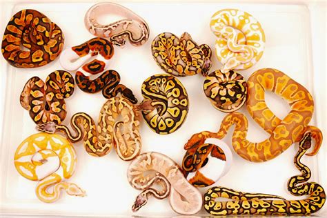 Jolene Python Regius