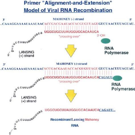 The Primer Alignment And Extension Model Of RNARNA Recombination Download Scientific