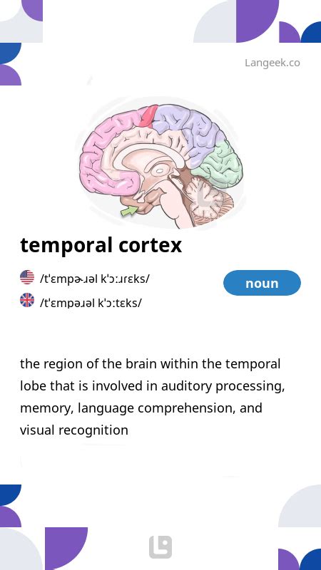 Definition Meaning Of Temporal Cortex Picture Dictionary