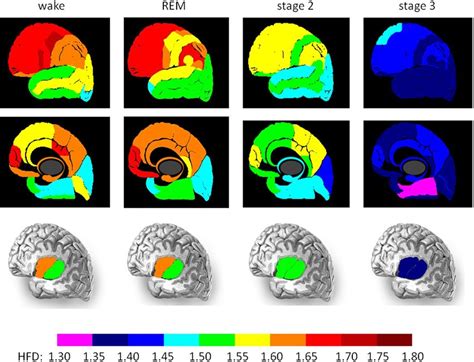 Higuchi Fractal Dimension Hfd Of Different Brain Areas In Four Sleep Download Scientific