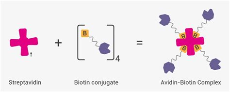 Streptavidin Biotin System Medchemexpress