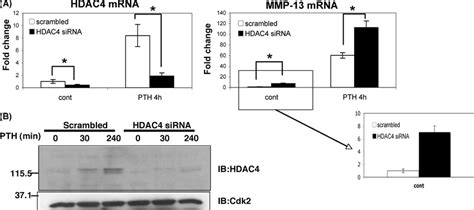 Hdac4 Suppresses Mmp 13 Gene Expression A Umr 106 01 Cells Were Download Scientific Diagram