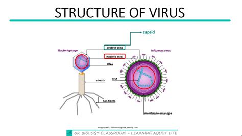 Virus Diagram Biology