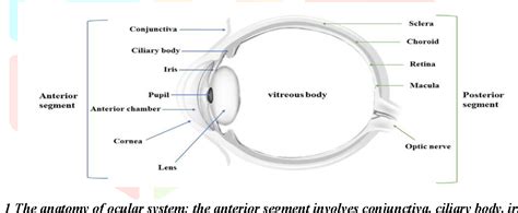 Figure 1 From In Situ Gelling Ocular Drug Delivery System Semantic Scholar