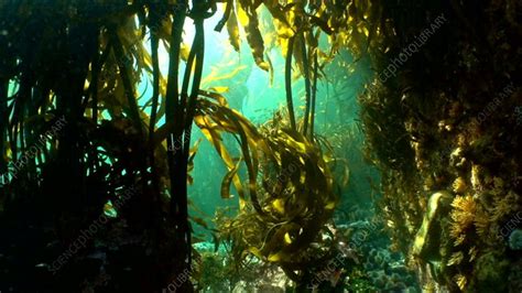 Carpenter Fish Stock Video Clip K0102176 Science Photo Library