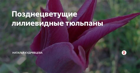Позднецветущие лилиевидные тюльпаны | Волшебный сад | Дзен