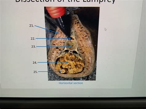 Lab Practical Diagram Quizlet