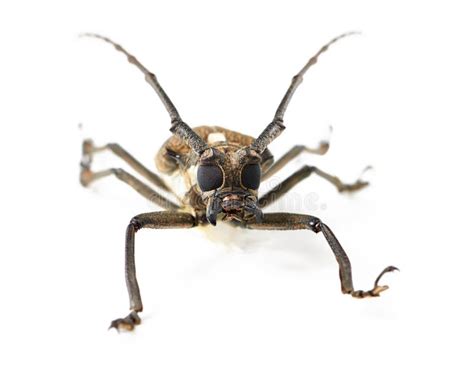 Nature Closeup And Insect Of Longhorn Beetle In Studio For Ecosystem Biology And Wildlife