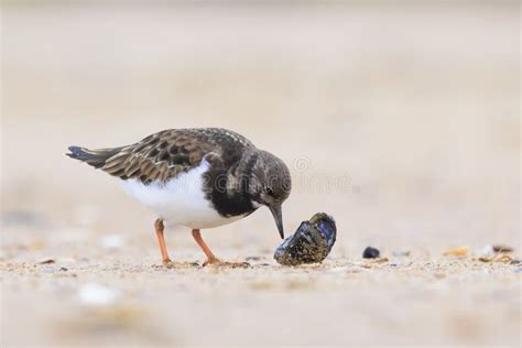 Closeup Of A Rubby Turnstone Arenaria Interpres Wading Bird Foraging Between Rocks At The Sea