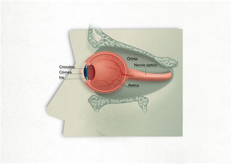 Orbitopatía Tiroidea PortalclÍnic