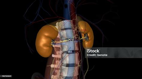The Renal Plexus Is A Complex Network Of Nerves Formed By Filaments From The Celiac Ganglia And