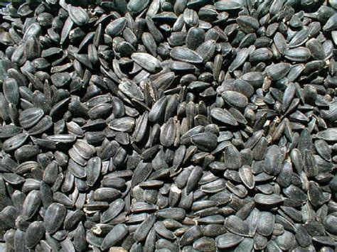The Benefits Of Black Oil Sunflower Seeds Beginning Farmers