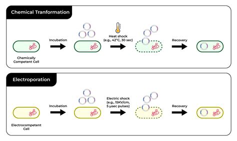 Competent Host In Recombinant DNA GeeksforGeeks