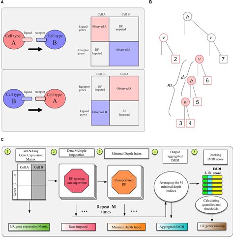 Lr Hunting A Random Forest Based Cellcell Interaction Discovery