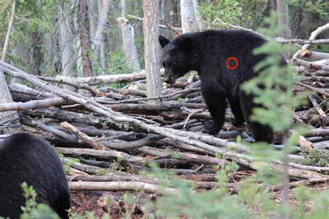 Where To Shoot A Bear And How To Recover It Outdoor Life