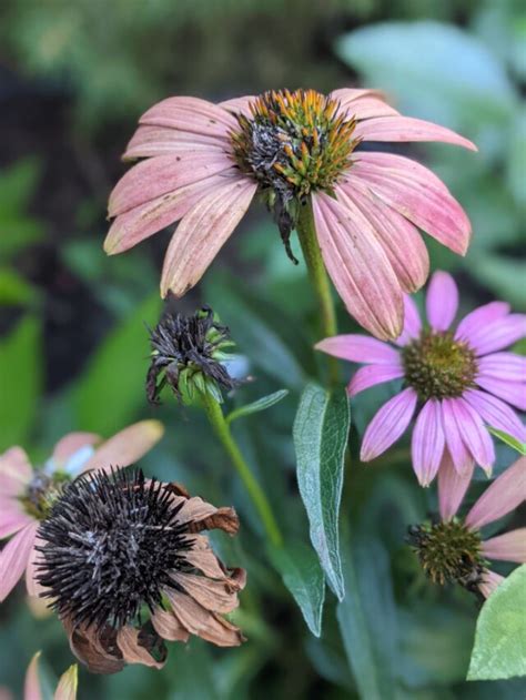 How To Deadhead Coneflower Deadheading For More Blooms Bunnys Garden