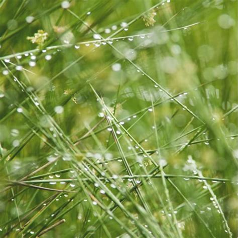 Plante Aquatique Juncus Effusus Jonc Des Chaisiers Pot 14cm Jardiland