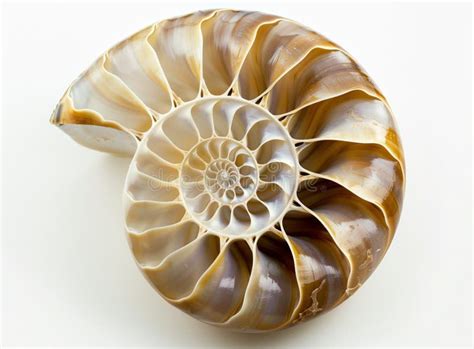 An Amazing Fibonacci Pattern In A Nautilus Shell Stock Image Image Of