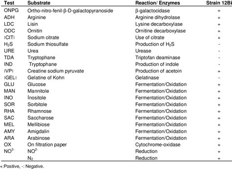 Biochemical Characterization Results Of Strain 12bi Based On Api 20e Download Table