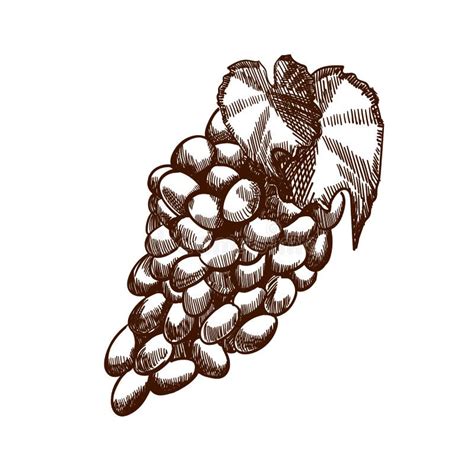 Simple Leaf Vine Clip Art