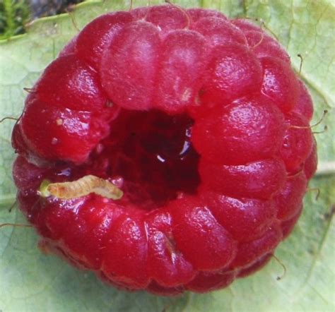 8 Raspberry Pests And How To Get Rid Of Them