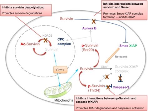 Future Strategies Of Targeting Survivin Peptides Or Small Molecule