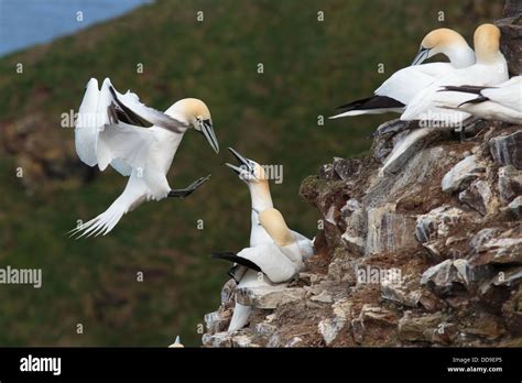 Northern Gannet Morus Bassanus Returning To Breeding Colony Stock