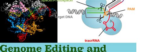 Genome Editing and Synthetic Biology Sociedad de Bioquímica y Biología Molecular de Chile