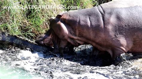 Hippo Bites Crocodile In Half