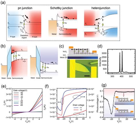 Mos2 Photodetector Device Based On The Mos Junction With Global Gate