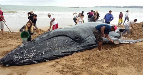 해변 떠밀려온 아기 혹등고래 사람들 합심해 돌려보내