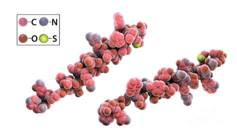 Glucagon Hormone Molecule Photograph By Kateryna Konscience Photo