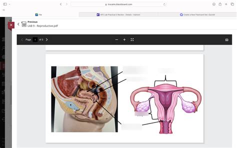 Reproductive Diagram Quizlet Reproductive Diagram Quizlet