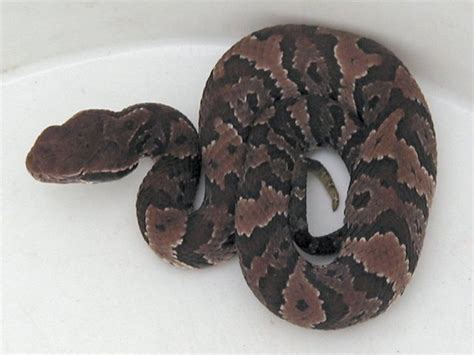 Florida Cottonmouth Juvenile Photo