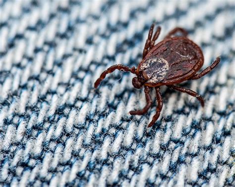 F 8528 Dermacentor Reticulatus Piotr Przybyła Flickr