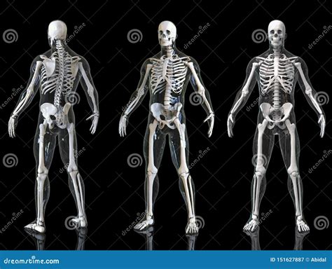 Human Skeleton With Transparent Body Isolated In Black Background D Render Stock Illustration