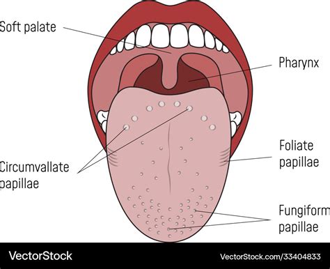 Lingual Gustatory Papillae And Taste Buds Human Vector Image