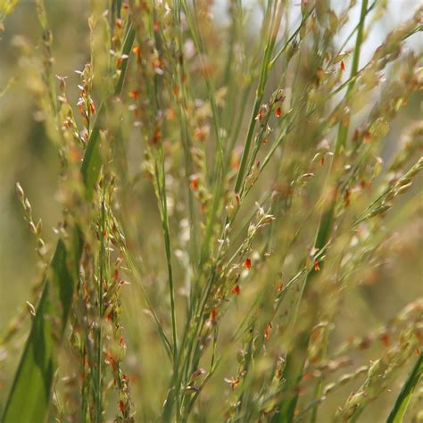 Northwind Switchgrass Patuxent Nursery