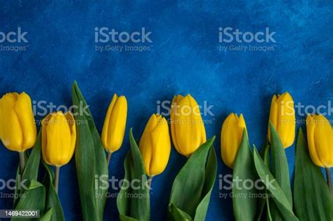 파란색 콘크리트 배경에 노란 튤립의 아름 다운 꽃다발입니다 평면도 복사 공간 0명에 대한 스톡 사진 및 기타 이미지 0명 3월 개념 Istock