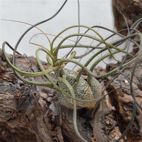 Tillandsia butzii | PASIORA