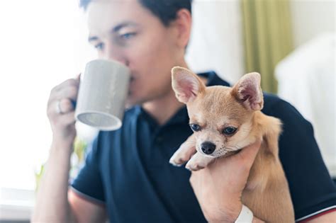 강아지 강아지 치와와와 젊은 사업가는 집에서 앉아서 커피를 마시는 동안 노트북 컴퓨터에서 작업 원격 학습 온라인 교육 및 작업 가정 생활에 대한 스톡 사진 및 기타 이미지