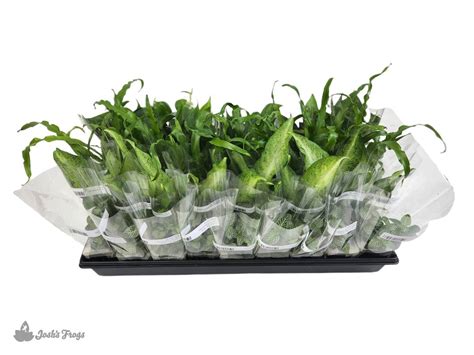 Ball Python Wholesale Vivarium Plant Bundle 36 Plants