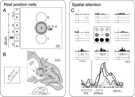 Vision For Action Thalamic And Cortical Inputs To The Macaque Superior Parietal Lobule Pmc