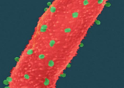 Bacteriophages Attacking Escherichia Coli Greeting Card By Dennis