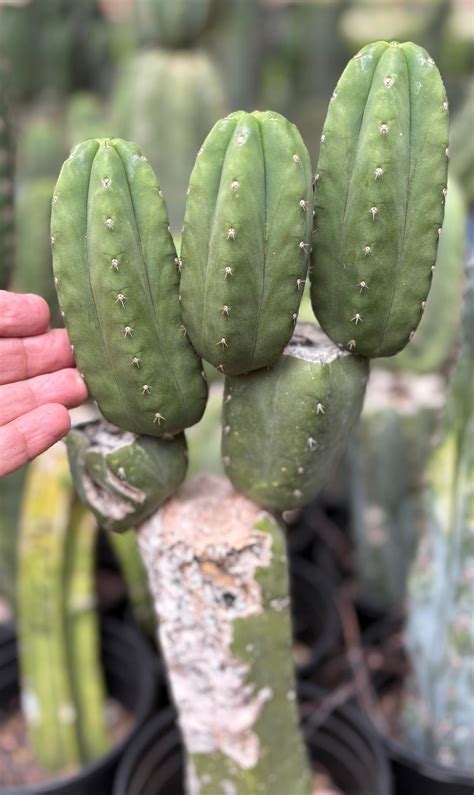 San Pedro Cactus For Sale Trichocereus Ec365 Exact Trichocereus