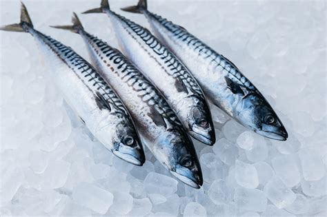 Mackerel
