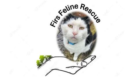Firs Feline Rescue Needs Help With 8 Rescue Cats A Personal Causes