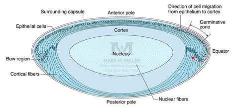 Anatomy Of The Lens Of The Eye Lens Epithelium E Anatomy Imaios