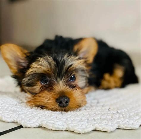 15 Adorable Photos Of Yorkshire Terrier Puppies That Will Make Everyone